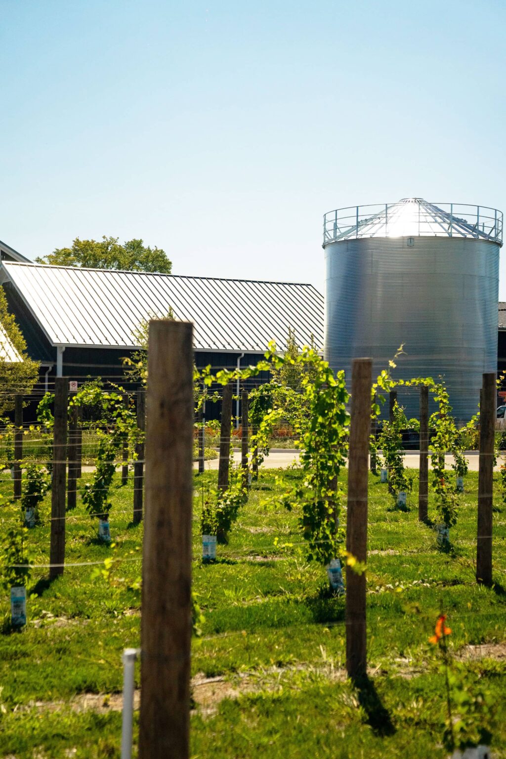 Wine Production - The Crossvines - Poolesville, MD